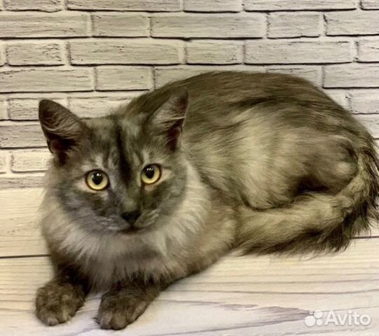 Котодети из приюта ищут своих родителей