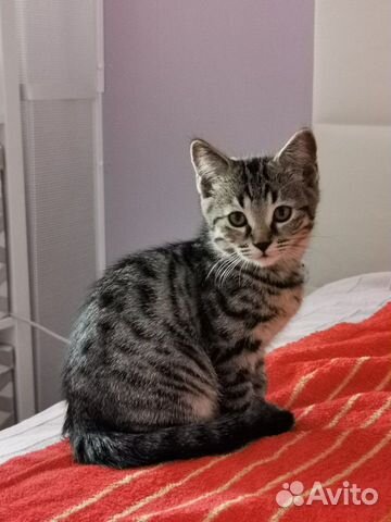Котята