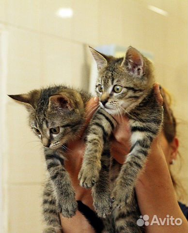 Мальчишки 3 мес