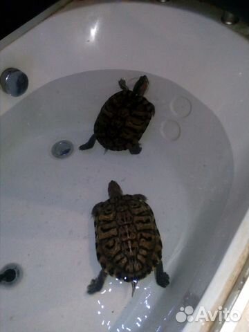 Продаю пару красноухих черепах