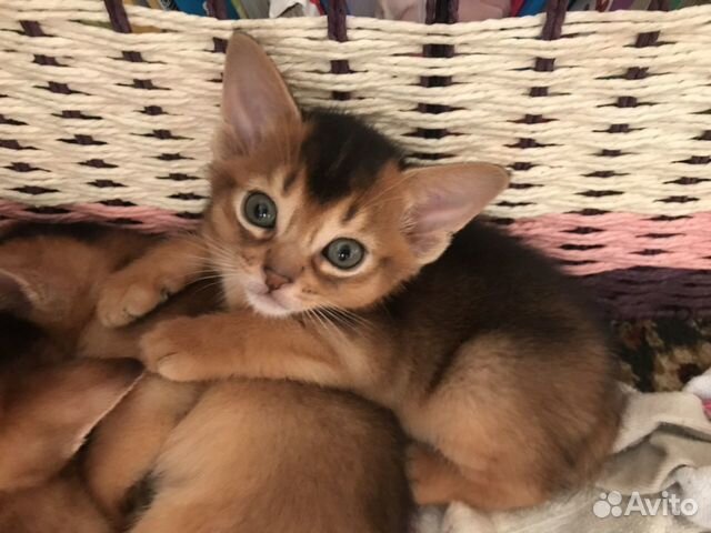 Абиссинские котята