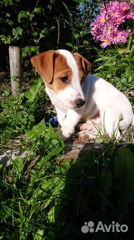 Джек Рассел