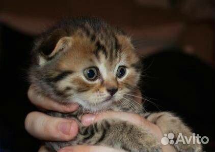 Вислоухие котята