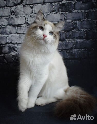 Невские маскарадные подрощенные котята