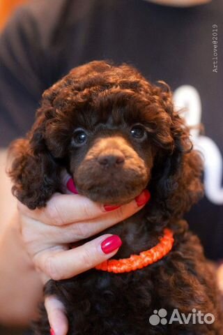 Миниатюрный пудель