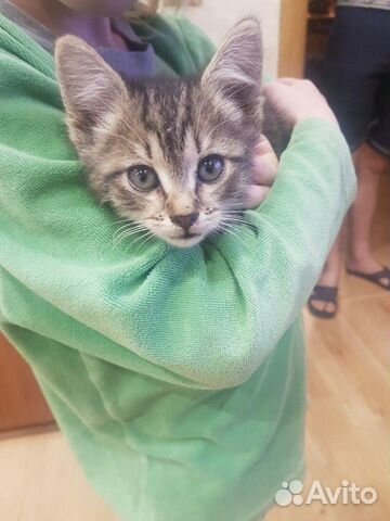 Котенок
