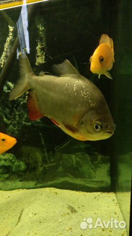 Отдам в добрые руки -пиранью