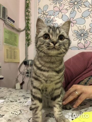 Котёнок в добрые руки, хозяева просто выкинули на