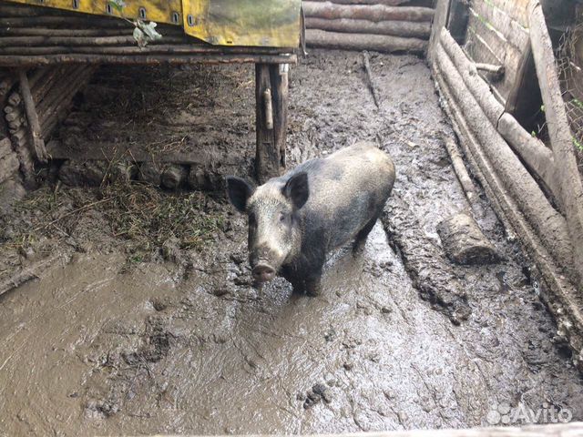 Хряк, свинья, кабанчик