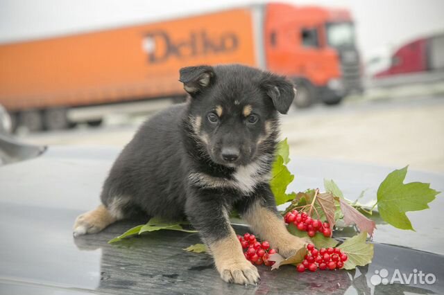 Джимм щенок 2 мес. Привит. привезем бесплатно