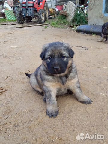 Щенки немецкой овчарки