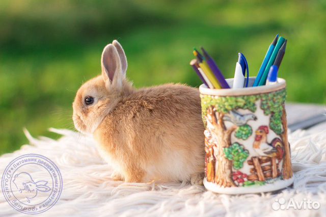 Девочка, карликовый кролик минор, рыжее солнышко