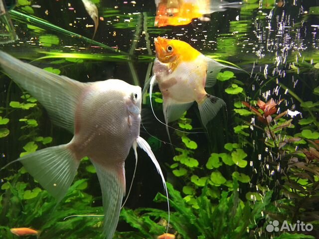 Скалярия пара кое и самец платина