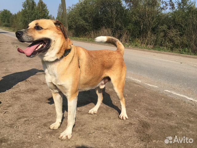 Послушный и обученный пёс