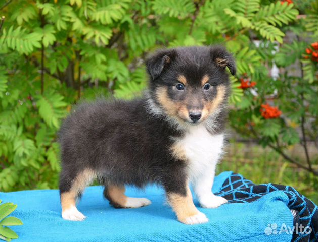 Малышка шелтичка