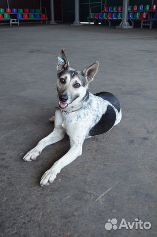 Отдам собаку