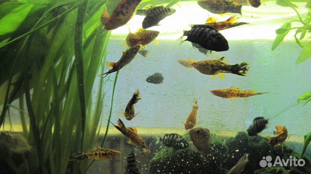 Циклиды чернополосые