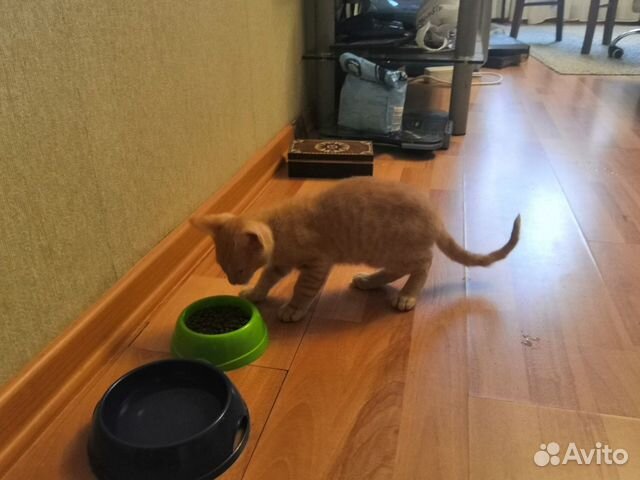 Котенок полусфинкс рыжий