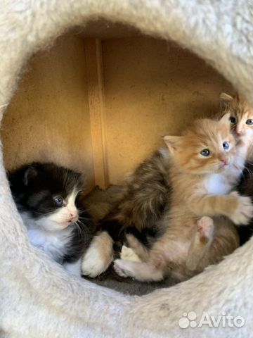 Котята