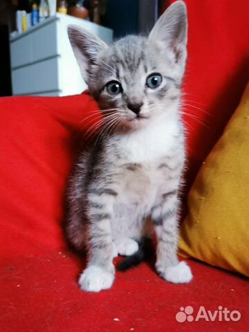 Которебёнок