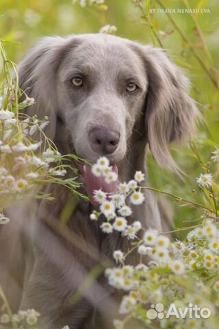 Щенки длинношёрстного веймаранера