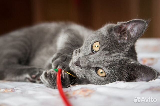 Красивый котенок Бусик