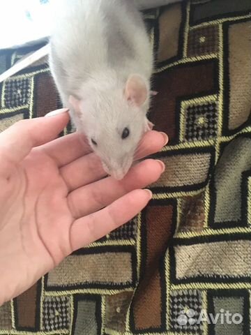 Мистер крыс