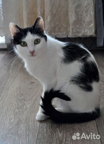 Кошка Юки
