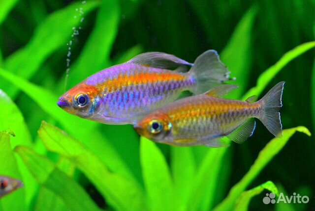 Аквариумная рыбка Тетра конго