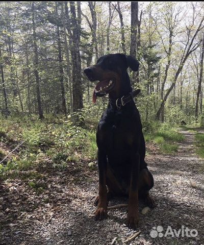 Доберман ищет нового хозяина