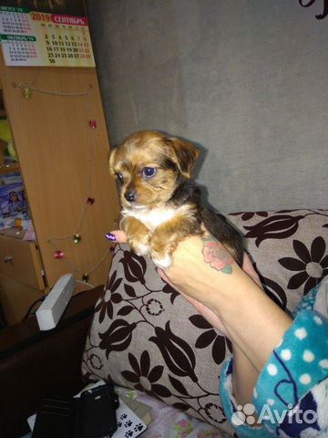 Чорки-метисы