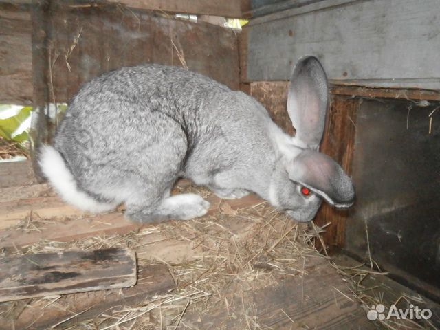 Кролики Советская шиншилла(самки)
