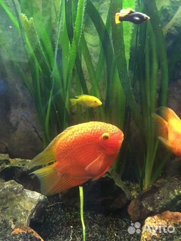 Рыба северум красноточечный