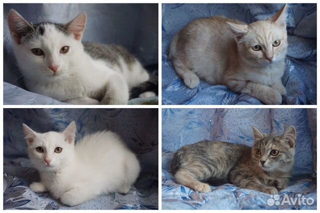 Котята («дачники»), котенок
