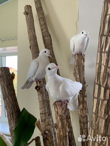 Голуби. Смеющиеся горлицы