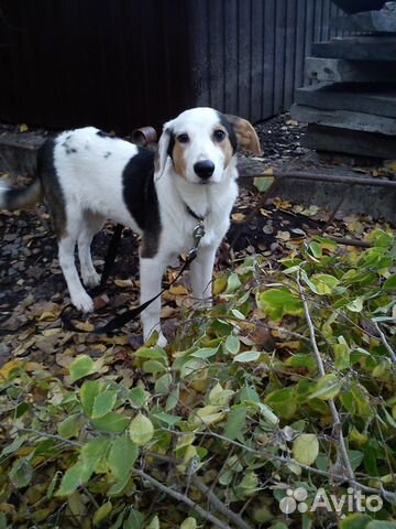 Потап ждет хозяина