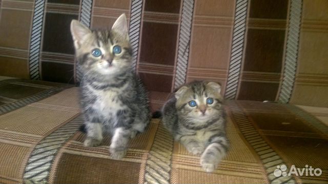Продаються британские вислоухие котята