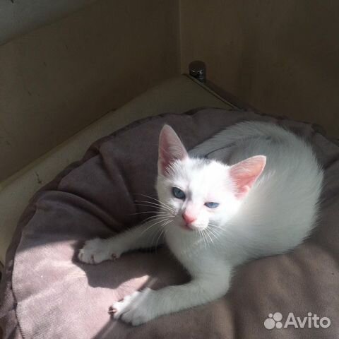 Котёнок