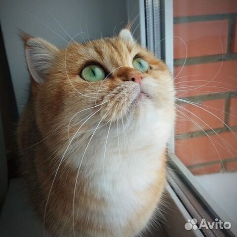 Кошечка Лапландия