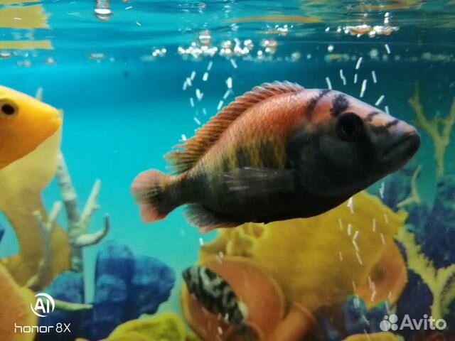 Хаплохромис Ниерери