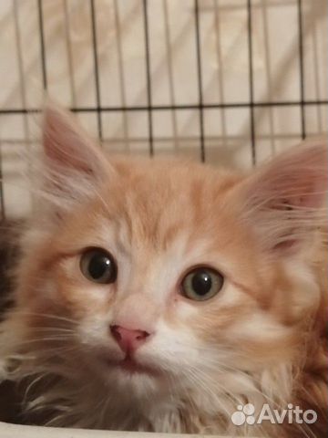 Котик от папы бобтейла