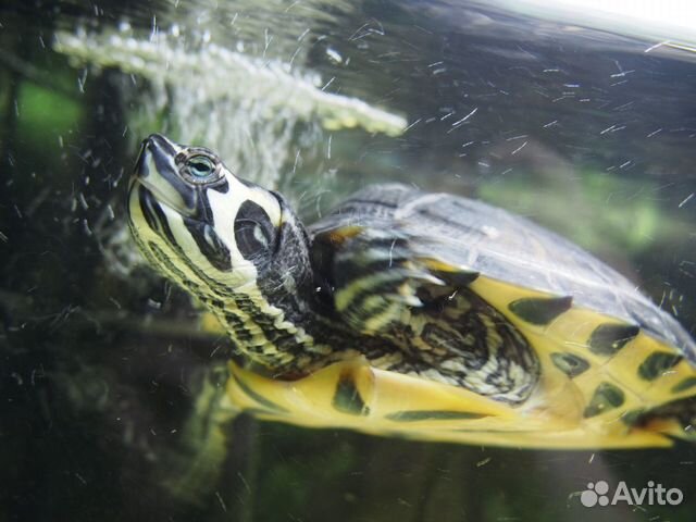 Желтоухая черепаха в добрые руки