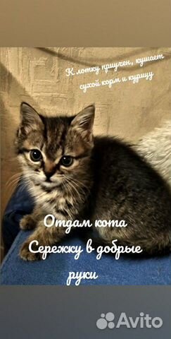 Котенок Сережка