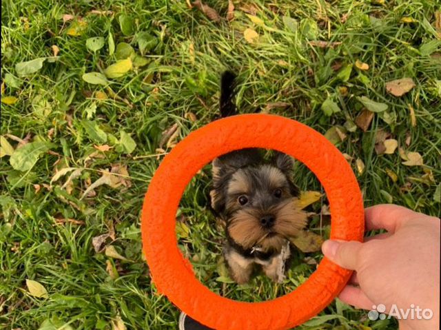 Продаётся щенок Йорка