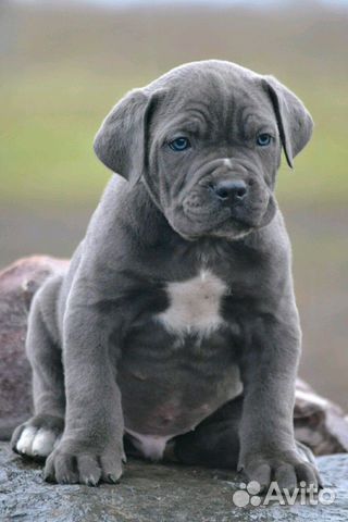 Щенки от импортированных родителей из европы