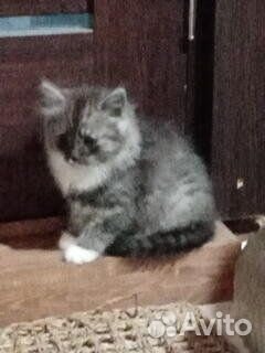 Кот Багратион