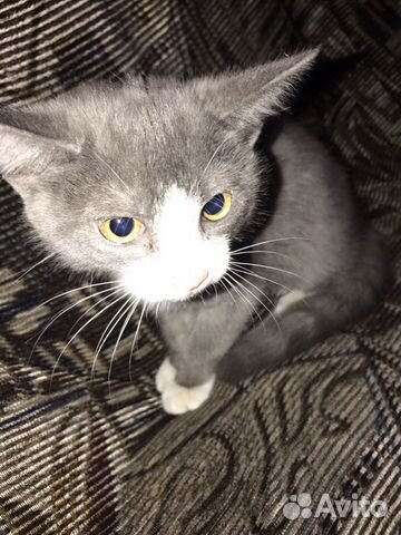 Пародистый котёнок (девочка) ей 3 месяца