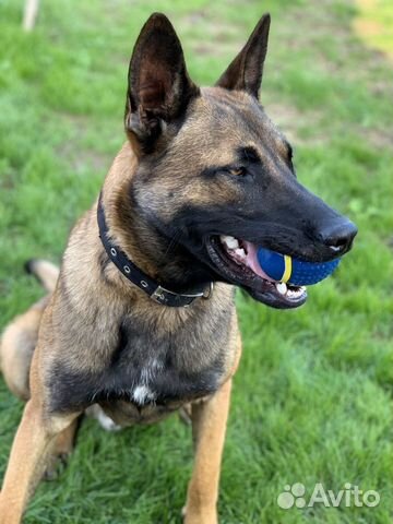 Ищем малинуа - девочку