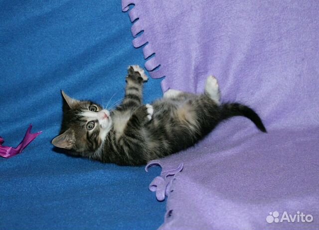 Бусинка, котенок ищет дом