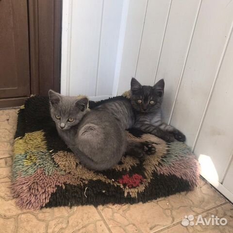 Британские котята